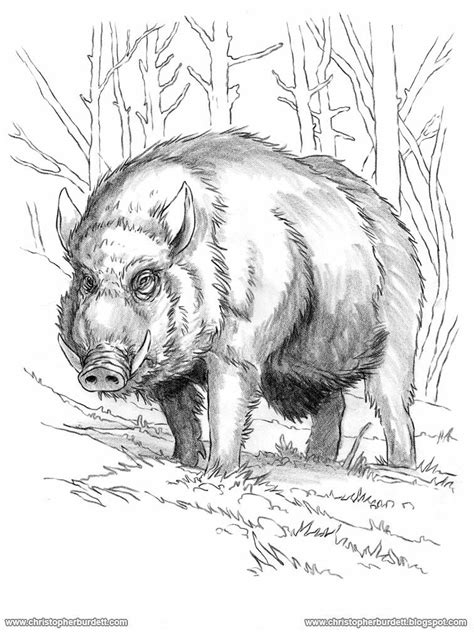 Wild Boar Drawing How To Draw A Wild Boar Qopcol