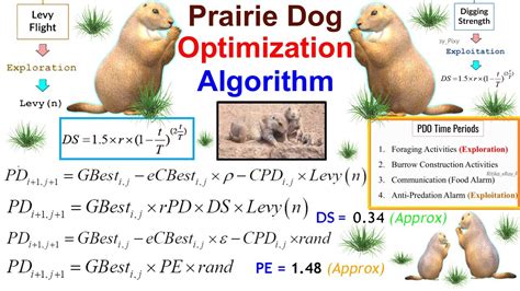 Prairie Dog Optimization Algorithm Step By Step ~xray Pixy Youtube