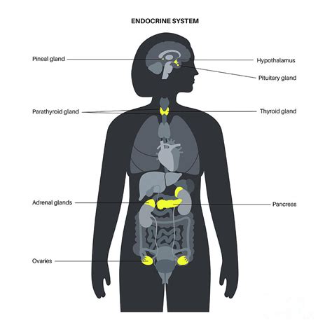 Human Endocrine System Photograph By Pikovit Science Photo Library
