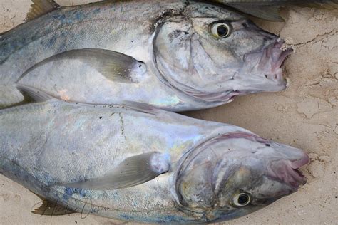 How To Manage Scombroid Poisoning Dan Southern Africa