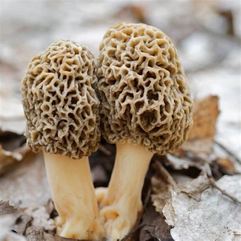 Morels Reproduction At Nicholas Heaton Blog