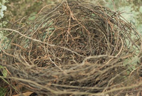 Empty Bird Nest Stock Image Image Of Abandoned Birth