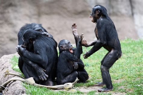 Humans Mating With Monkeys