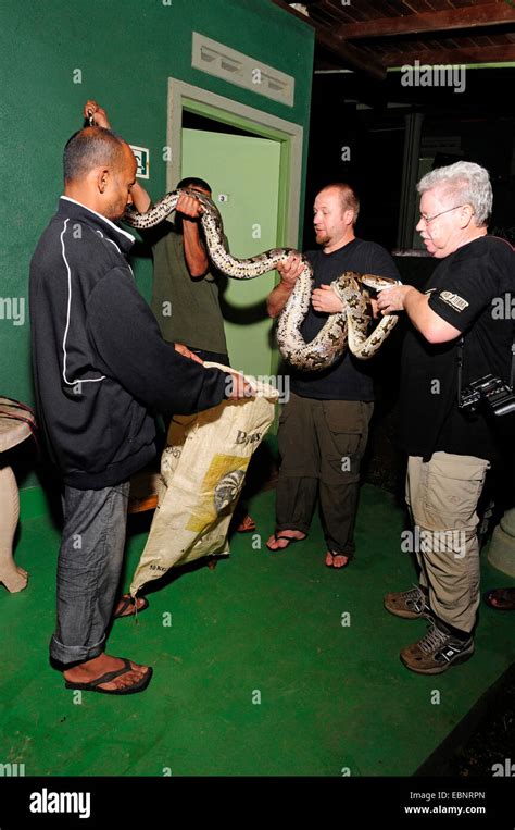 Burmese Python Indian Python Python Molurus Four Men Holding A