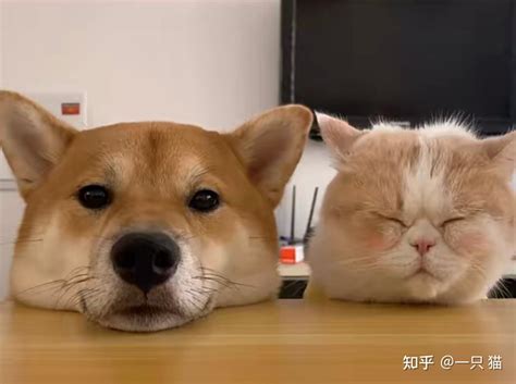 人与猫狗的万年情缘 它们为何是人类好朋友？ 知乎
