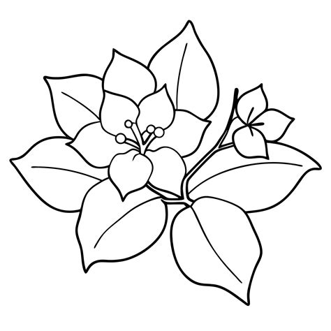 Premium Vector Elegant Bougainvillea Line Drawing Illustration