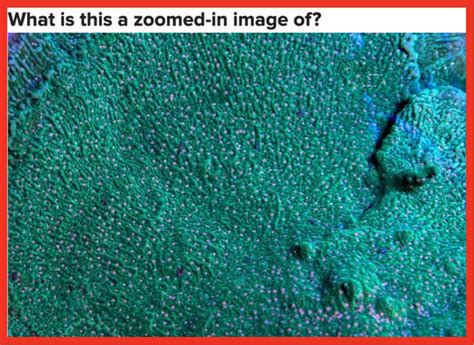 If You Get 51 57 On These Quizzes Your Eyes Can Only See Attention To Detail