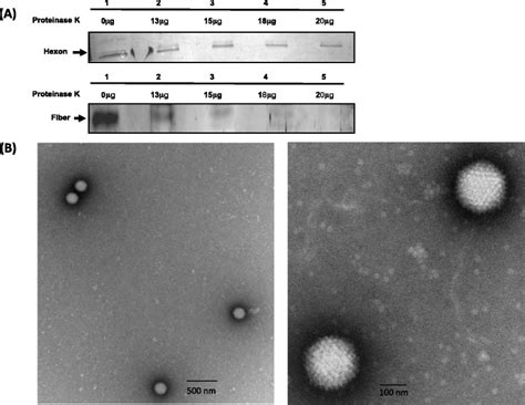 Proteinase K Digestion Of Purified Tadv 3 Virions A Proteins From