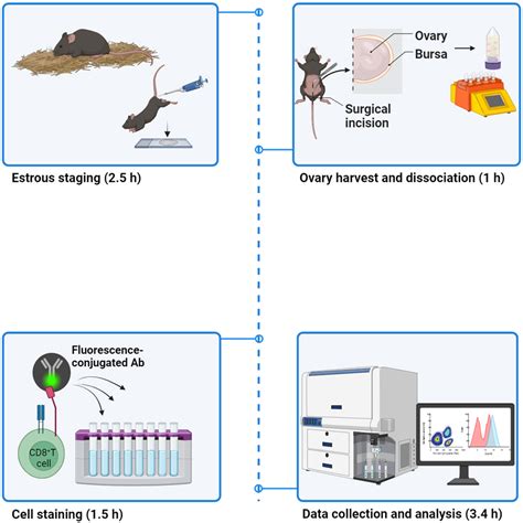 Cell Press STAR Protocols