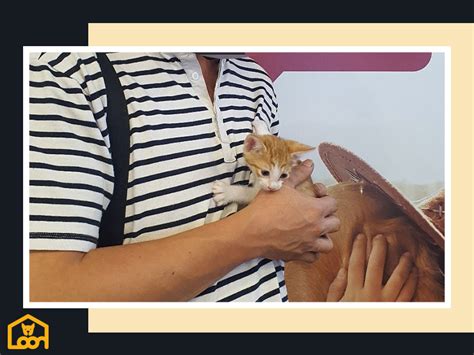 코리안숏헤어 치즈 책임분양 스탠다드푸들분양가 일산강아지분양 말티폼 도그마루대구 인천유기견보호소 티컵강아지 단모치와와 수원강아지무료분양 빅토리아펫보호소 입양완료