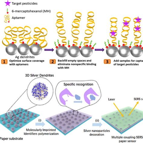 Schematic Description Of The Pump Free Microfluidic Sers Device A And Download Scientific