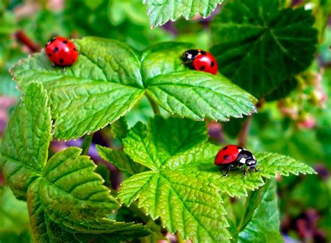 Божья коровка описание где обитает чем питается сколько живет