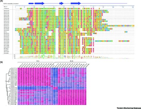 Sequence Alignments Phylogenetic Tree And Pairwise Identity Matrix Of