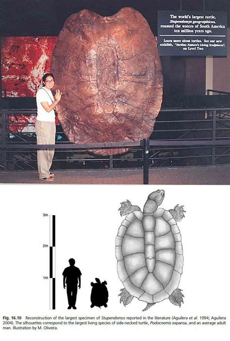 Shell Boi Unit Rabsoluteunits