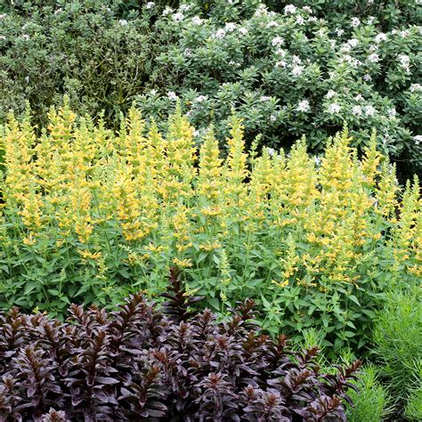 Agastache ‘kudos Yellow Terra Nova® Nurseries Inc