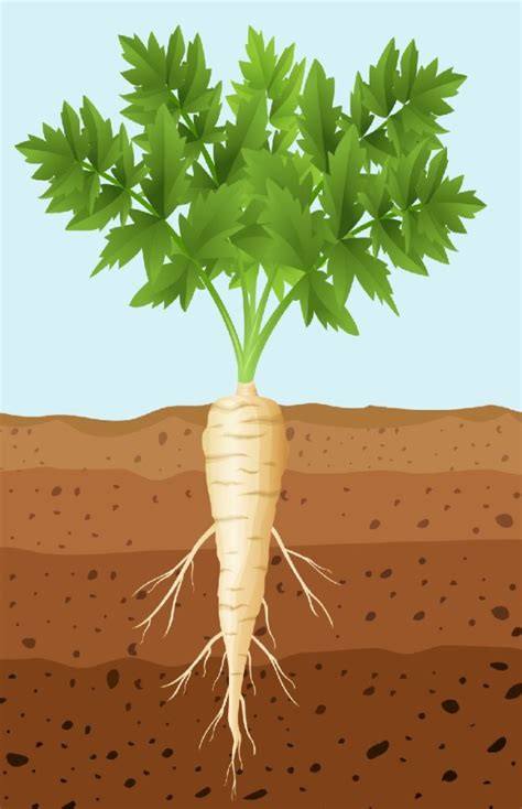 Parsnips For Health Benefits