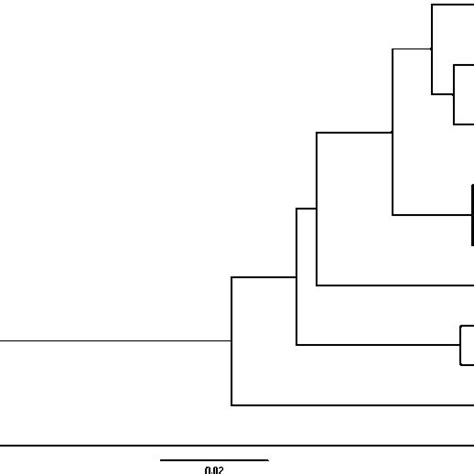 UPGMA Dendrogram Based On Nei S Unbiased Distances Between