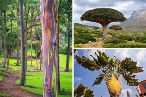 Adaptations Of Tundra Plants Thriving In The Arctic Nature Roamer