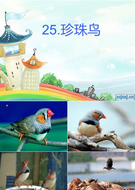 珍珠鸟PPT模板下载 编号qwgygxjd 熊猫办公