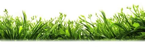 Premium Ai Image Green Grass On A White Background