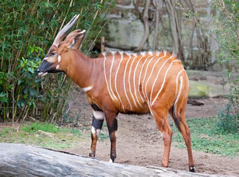 Unveiling The Enigmatic Bongo Africas Forest Wanderer