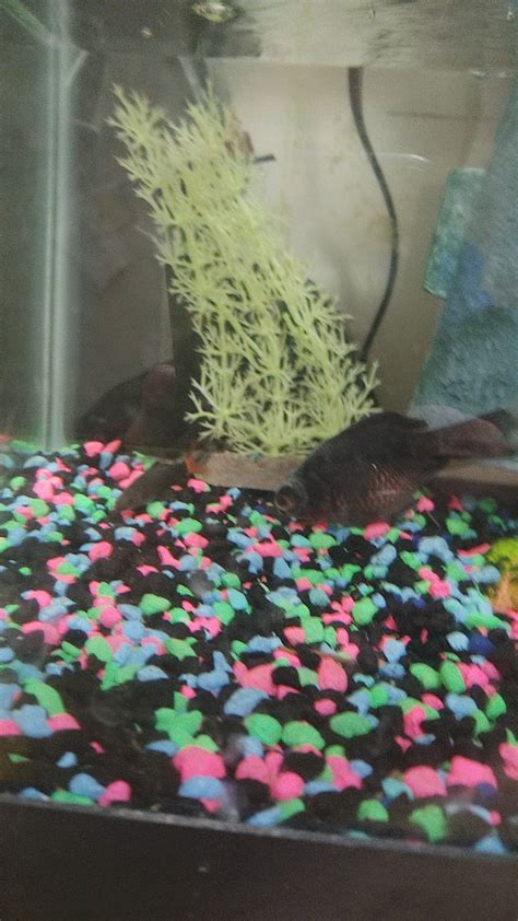 My Fish Are Starting To Die Do To Virus Rfish