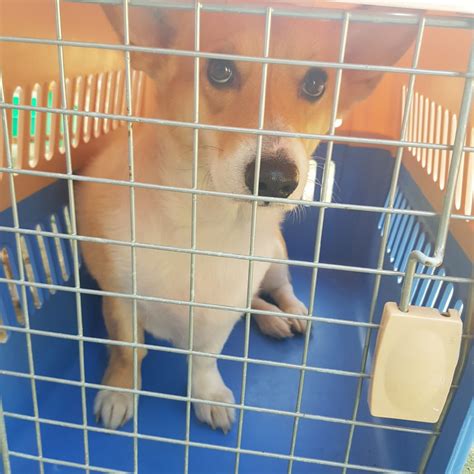 강원 속초 금호동에서 웰시 코기 펨브로크 구조