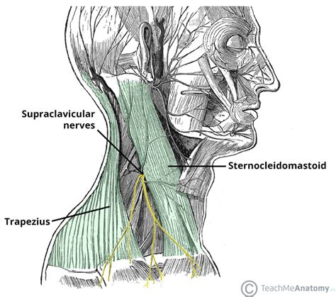 Supraclavicular Nerve Cadaver