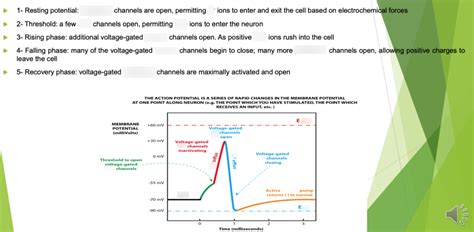 Week 9 Action Potentials Diagram Quizlet