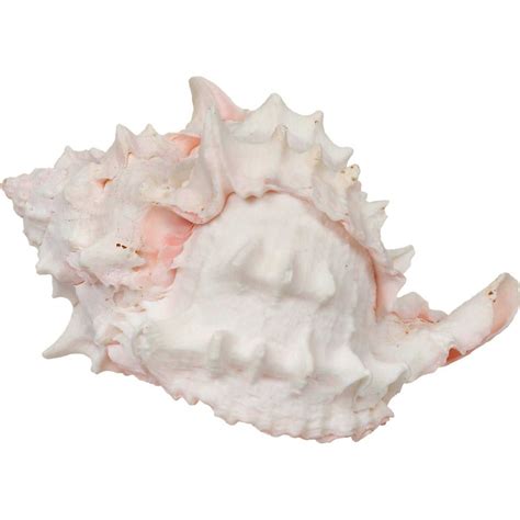 Zoo Med Hermit Crab Growth Shell Pet Supplies Online Store