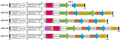Improving The Genome Editing Efficiency Of Crispr Cas9 In Melon And
