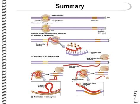 Transcription In Prokaryotes