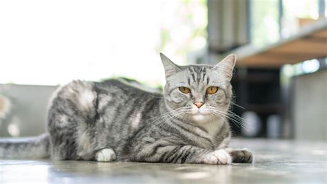 What Is A Tabby Cat Chewy