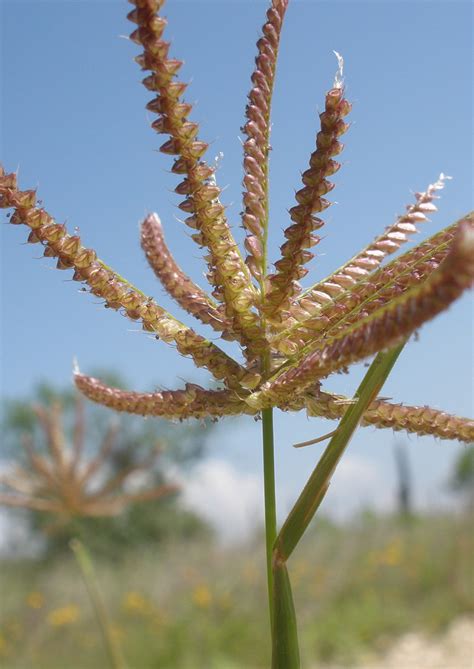 Hooded Windmill Grass Native American Seed