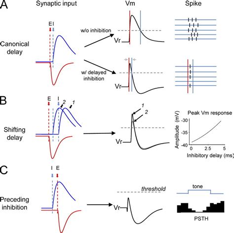 Temporal Shaping Of Auditory Responses By Cortical Inhibition A A Download Scientific