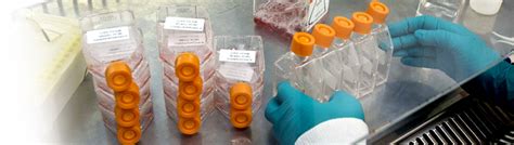 Measles Virus Genotypes Vidrl