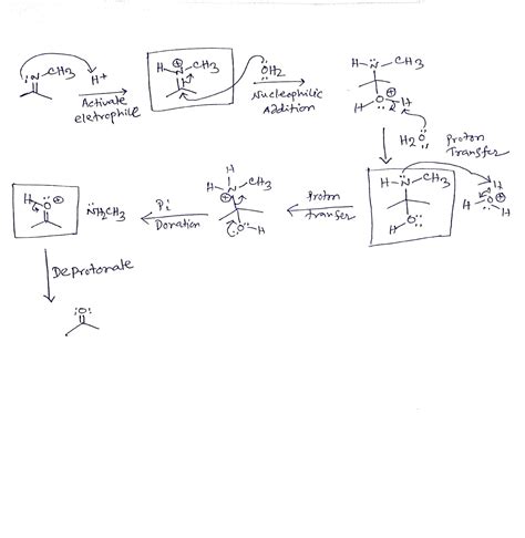 Solved Hydrolysis Of Imine Reverse Hydrolysis Of An Imine Is The Reverse Of The Formation Of