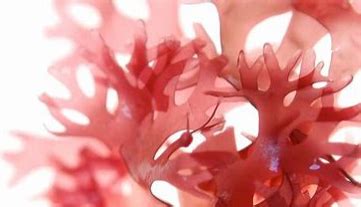 Red Algae Extract Bemora Skin Care