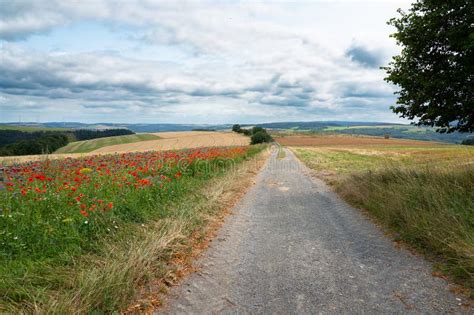 Path Through A Meadow With Poppy Flowers And A Wheat Field Nature In