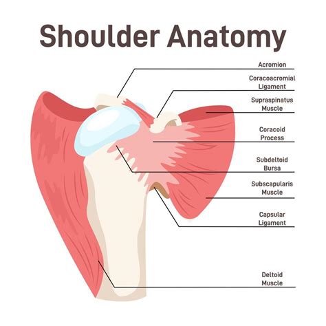 Shoulder Muscles Diagram Crossfit Shoulder Muscles Part 1 Anterior