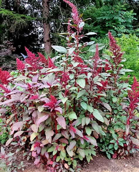 250 Burgundy Amaranthus Hypochondriacus Amaranth Grain Vegetable Flowe Seedville Usa
