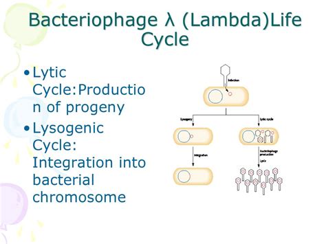 Recombinant Dna Technology Ppt Download