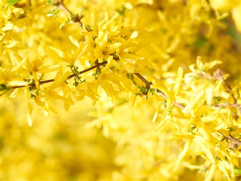 Yellow Wallpaper For Ipads At Martha Presnell Blog