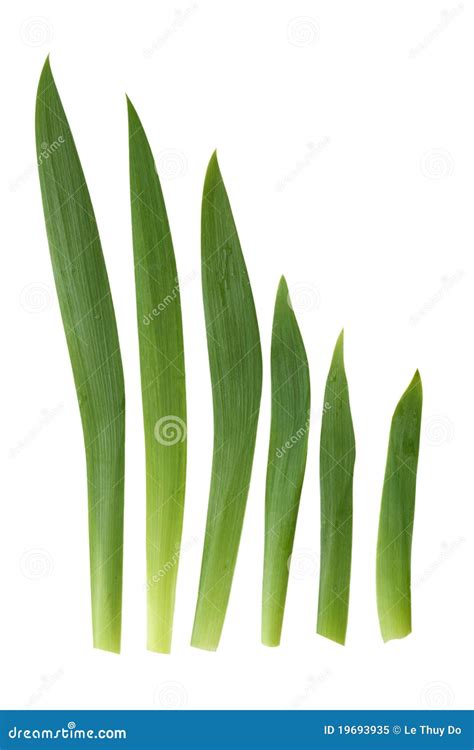 Iris Leaf Stock Image Image Of Plant Foliage Spring 19693935
