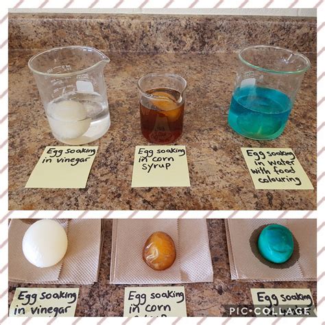 Egg Experiment Vinegar Water Corn Syrup At Ruben Ramos Blog
