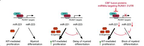 Runx1 Regulates Myeloid Differentiation By Modulating The Extent Of