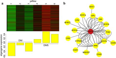 visual network analysis of gene expression patterns and candidate hub