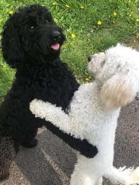 네이버 인플루언서