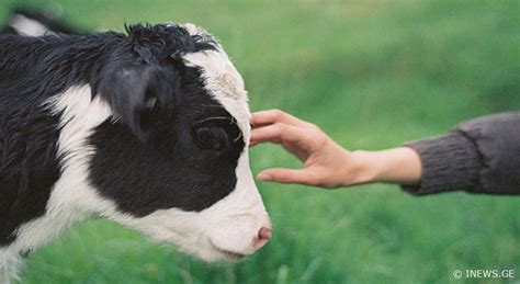 ბრუცელოზი კიდევ ერთ სოფელში გავრცელდა რა ინფორმაცია ხდება ცნობილი დაავადებასთან დაკავშირებით