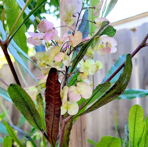 Purple Hopseed Bush Dodonaea Viscosa Purpurea Plants Express